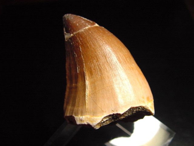 Mosasaur tooth - 4,7 cm - Mosasaurus Dinosaur