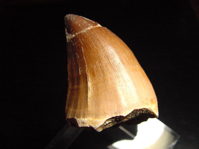Mosasaur tooth - 4,7 cm - Mosasaurus Dinosaur
